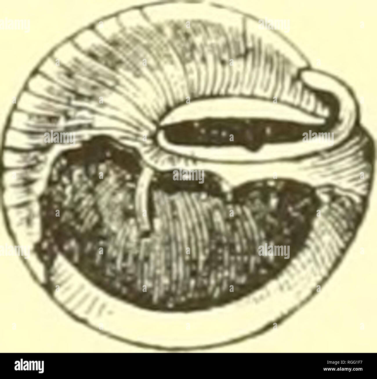 Denticulation High Resolution Stock Photography and Images - Alamy
