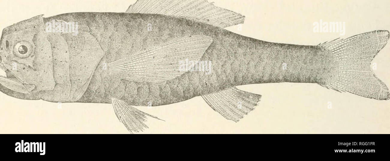 Abyssal fishes hi-res stock photography and images - Alamy