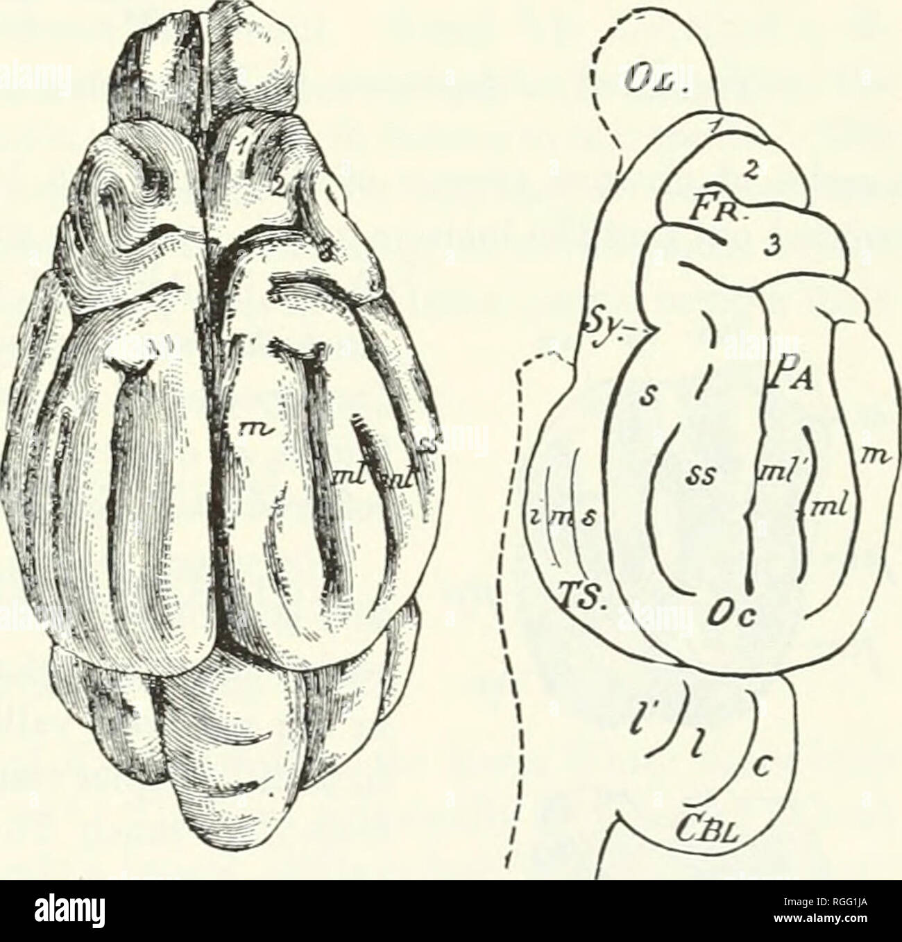 Mesohippus hi-res stock photography and images - Alamy