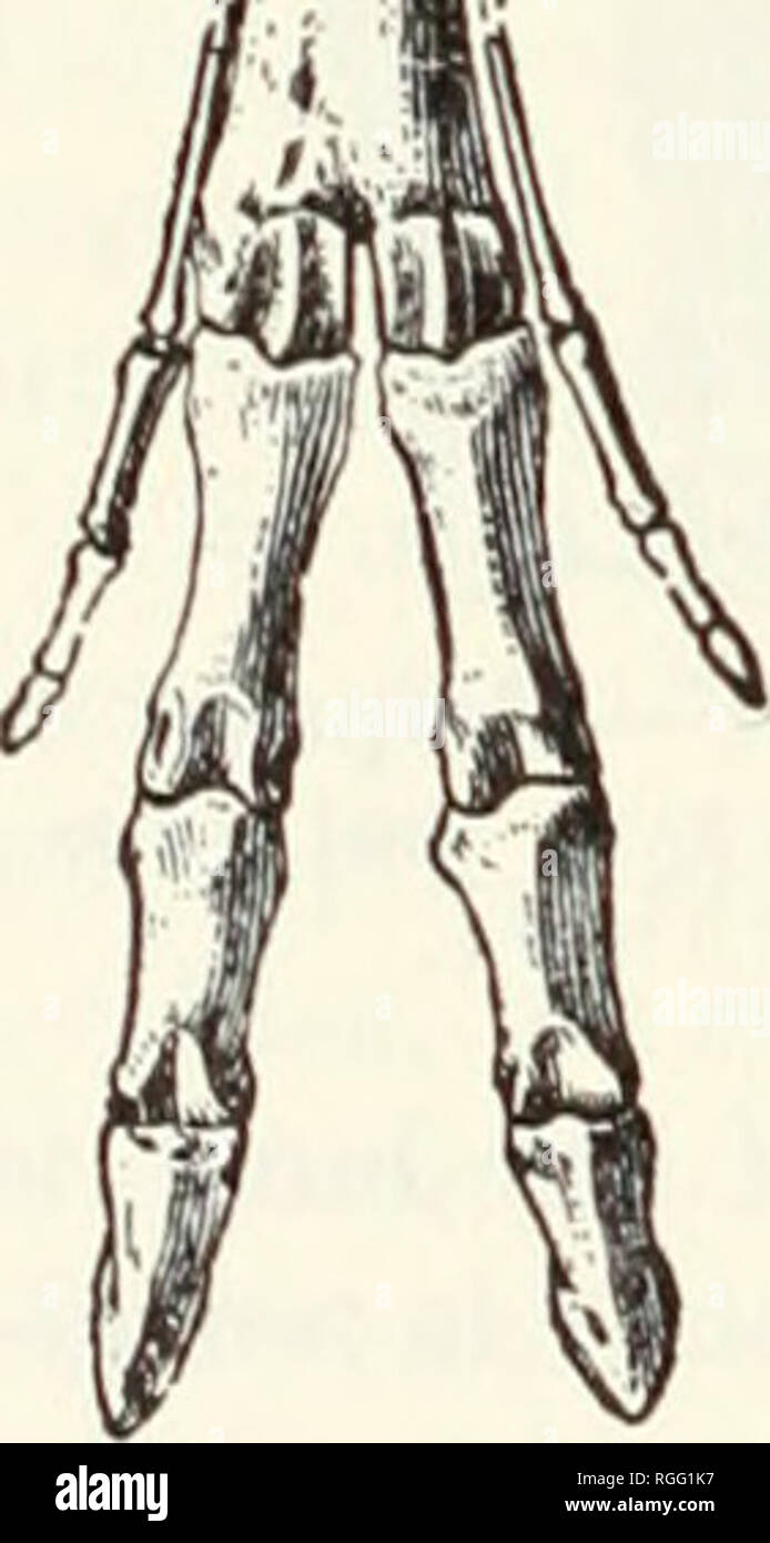 Unciform High Resolution Stock Photography and Images - Alamy