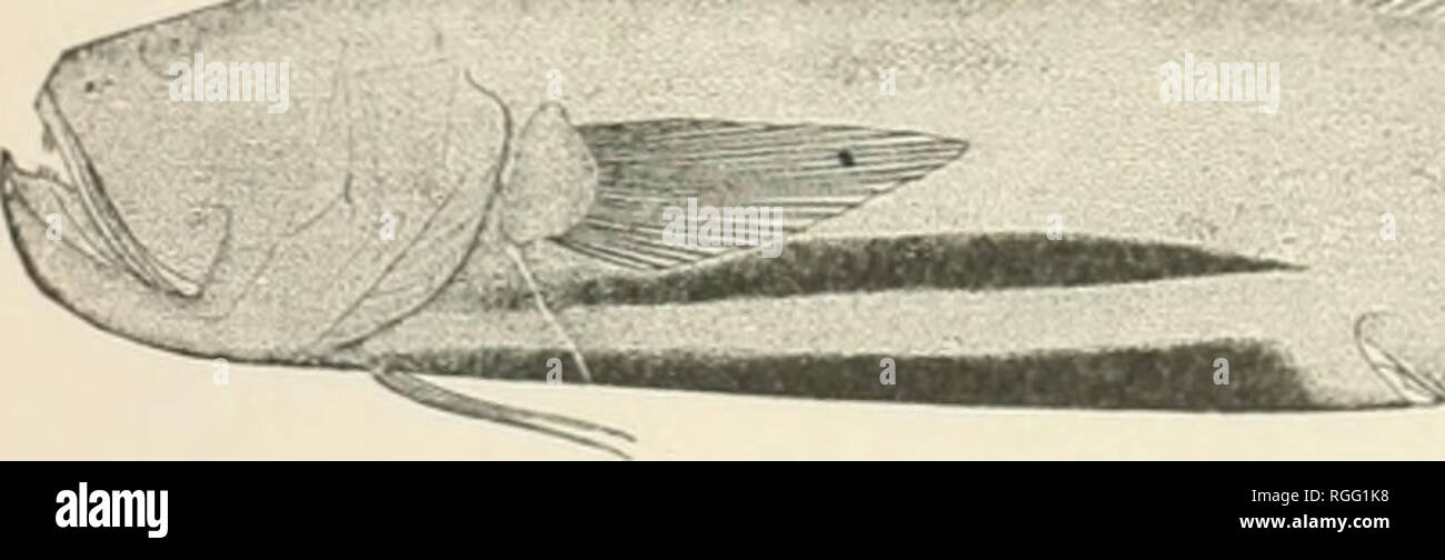 Abyssal fishes hi-res stock photography and images - Alamy