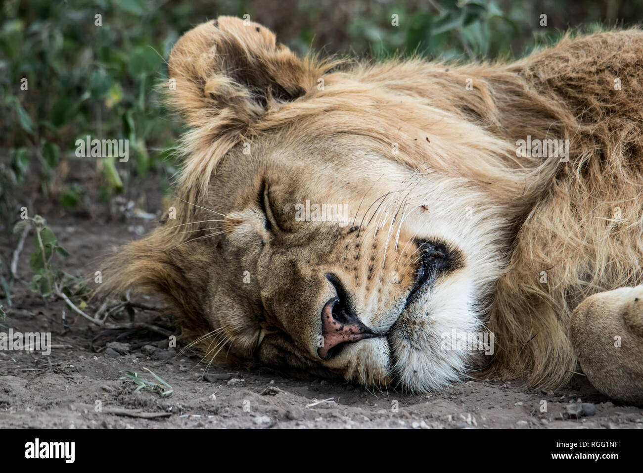 Lioness lion sleeping cub hi-res stock photography and images - Alamy