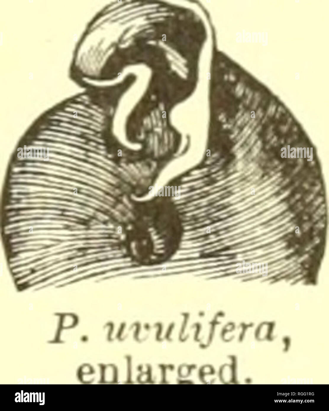 . Bulletin of the Museum of Comparative Zoology at Harvard College ...