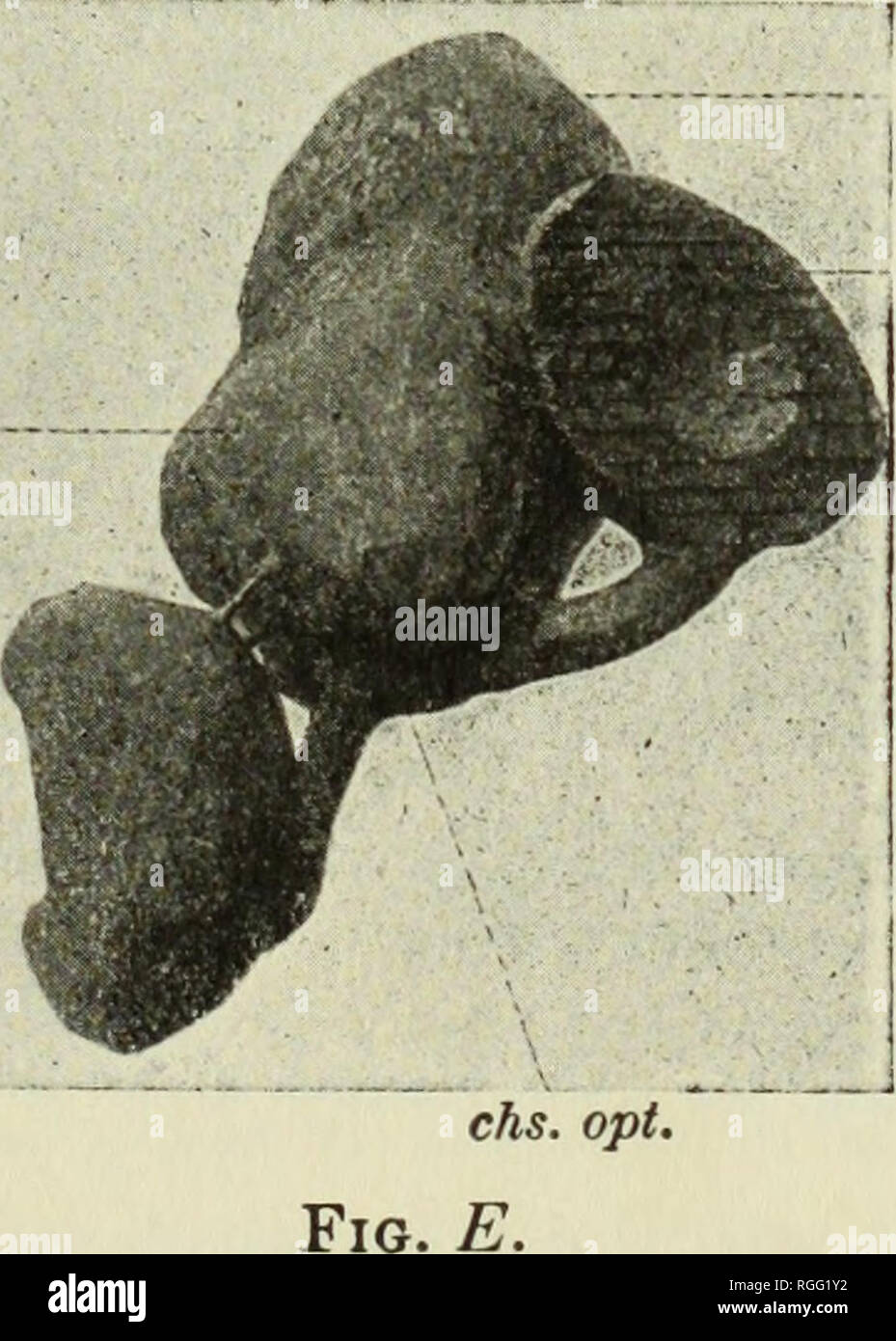 . Bulletin of the Museum of Comparative Zoology at Harvard College ...