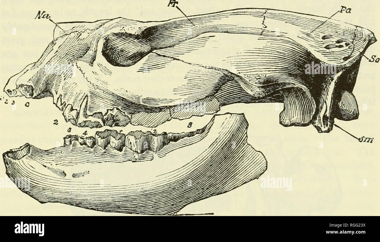 . Bulletin of the Museum of Comparative Zoology at Harvard College ...