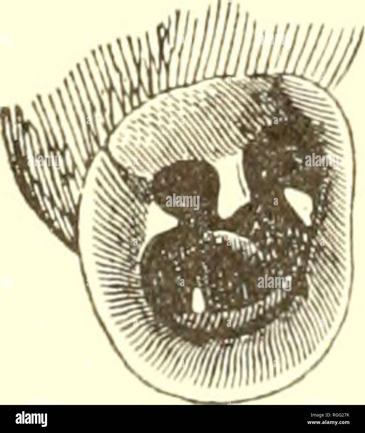 Conical tooth shape hi-res stock photography and images - Alamy