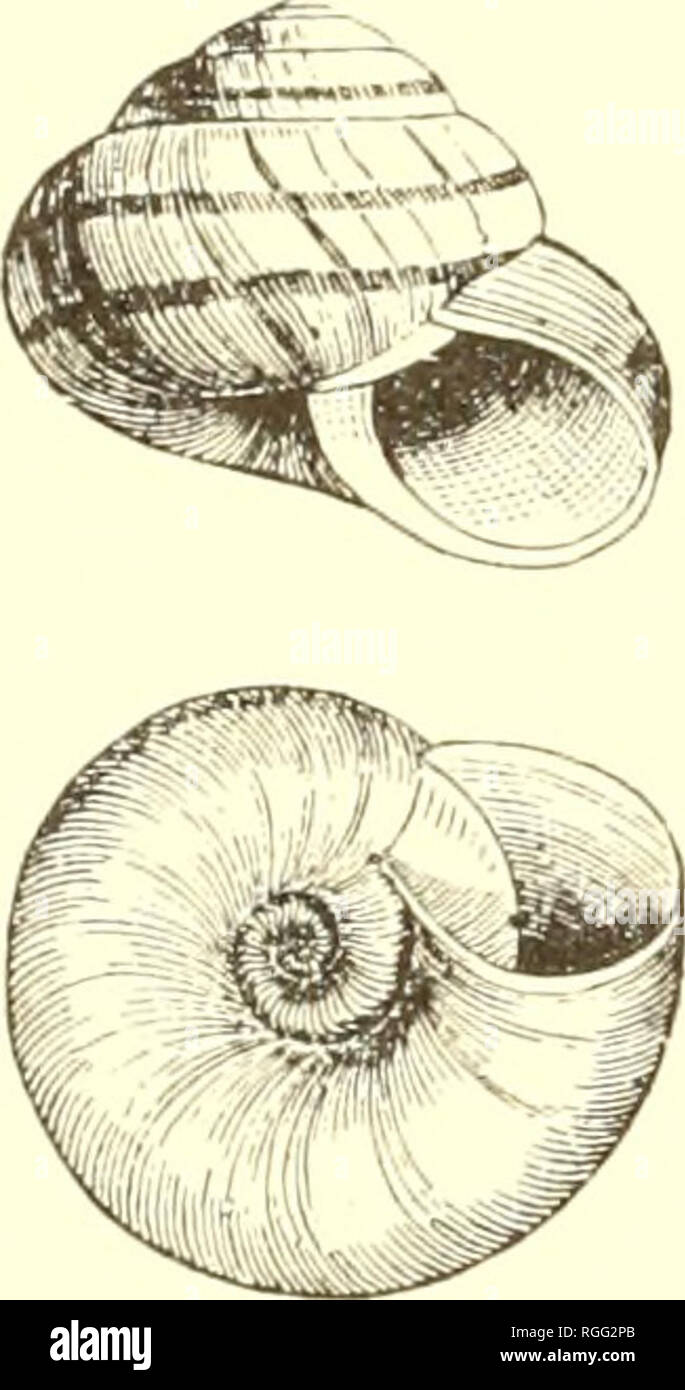 Globose shell hi-res stock photography and images - Alamy
