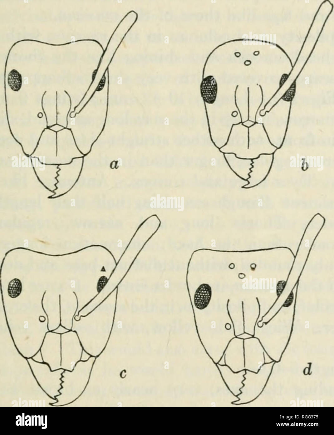 Gaster Ants High Resolution Stock Photography and Images - Alamy