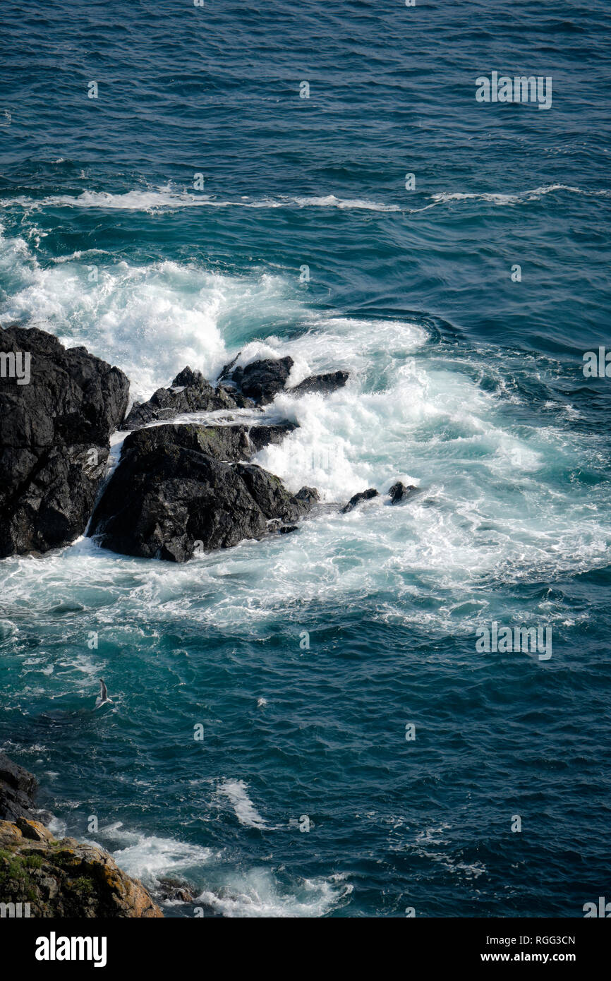 White background guernsey hi-res stock photography and images - Alamy