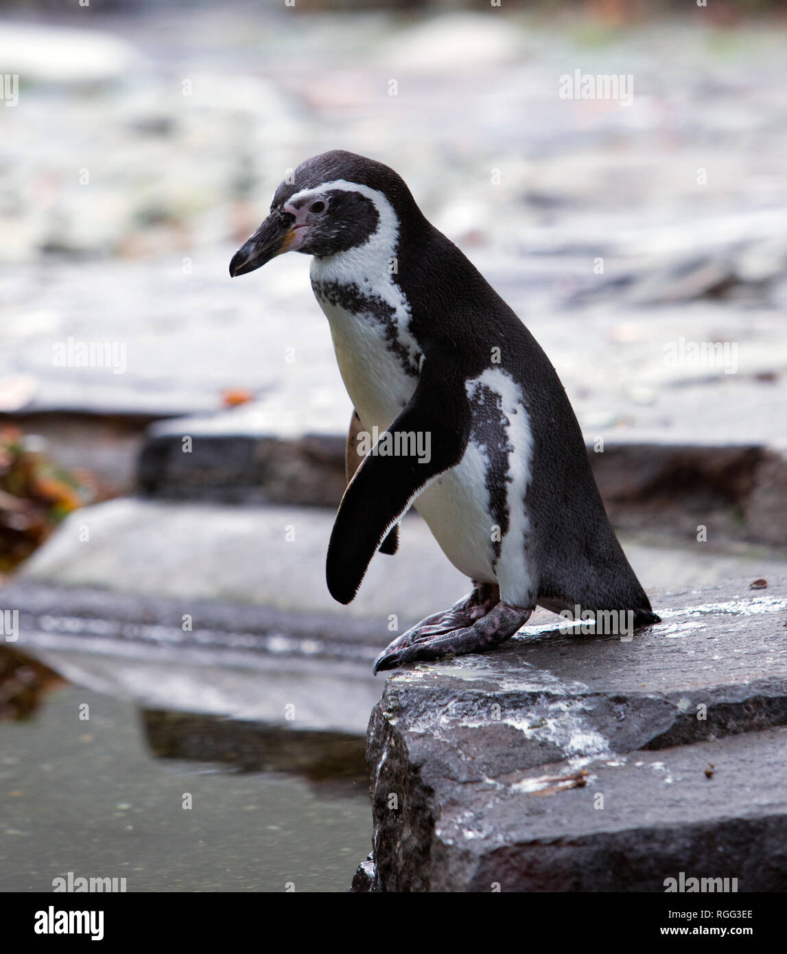 Penguin down feathers hi-res stock photography and images - Alamy