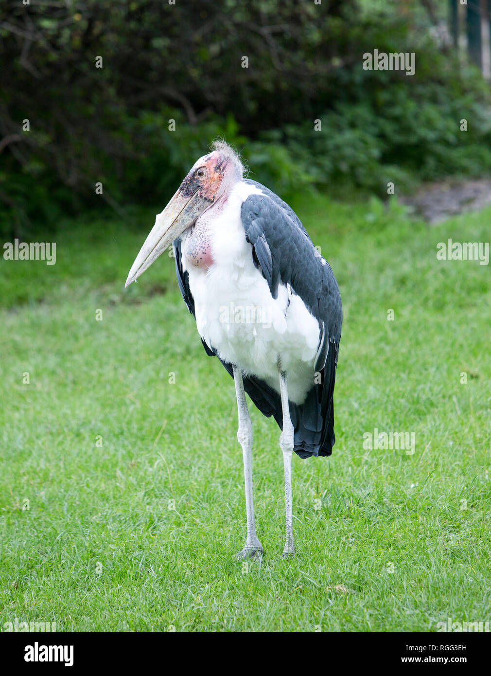 The marabou bird Stock Photo - Alamy