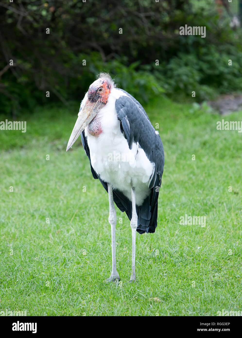 The marabou bird Stock Photo - Alamy