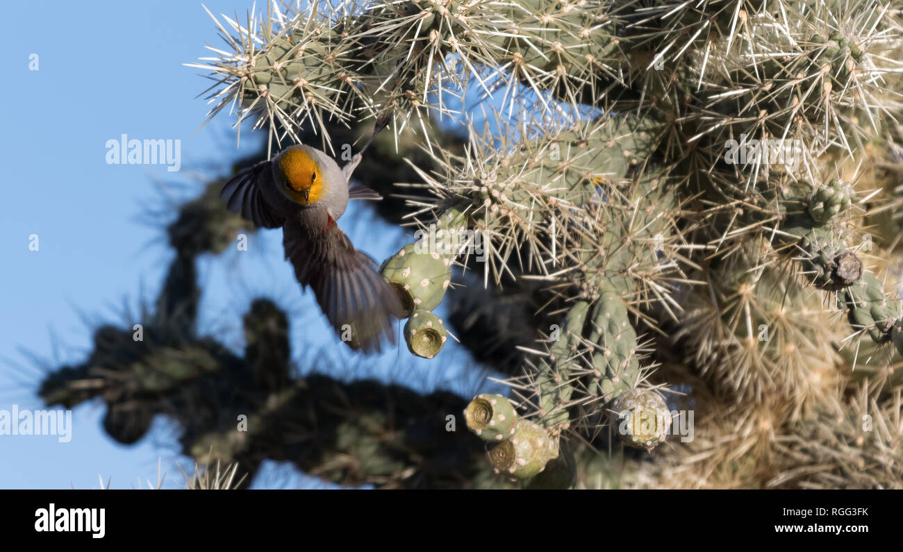 A verdin takes flight from the spiny branches of a cactus in Tucson ...