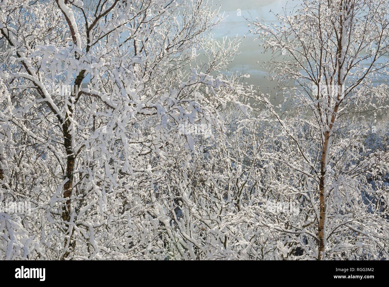 Beautiful snow covered branches in woodland in Northern Engand Stock ...