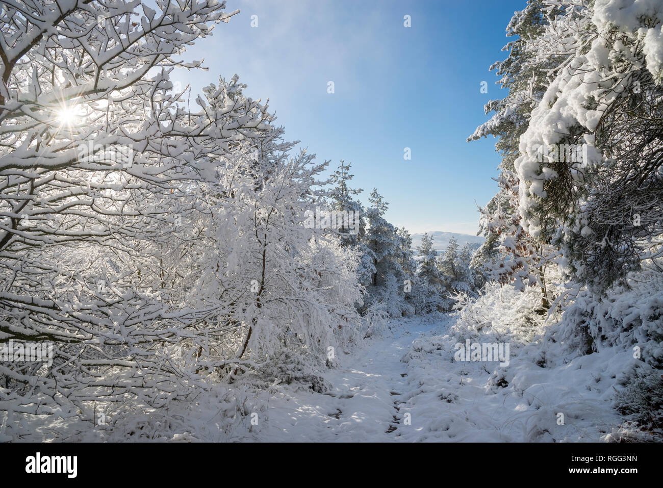 Path through snowy forest in the hills above the Longdendale Valley in ...
