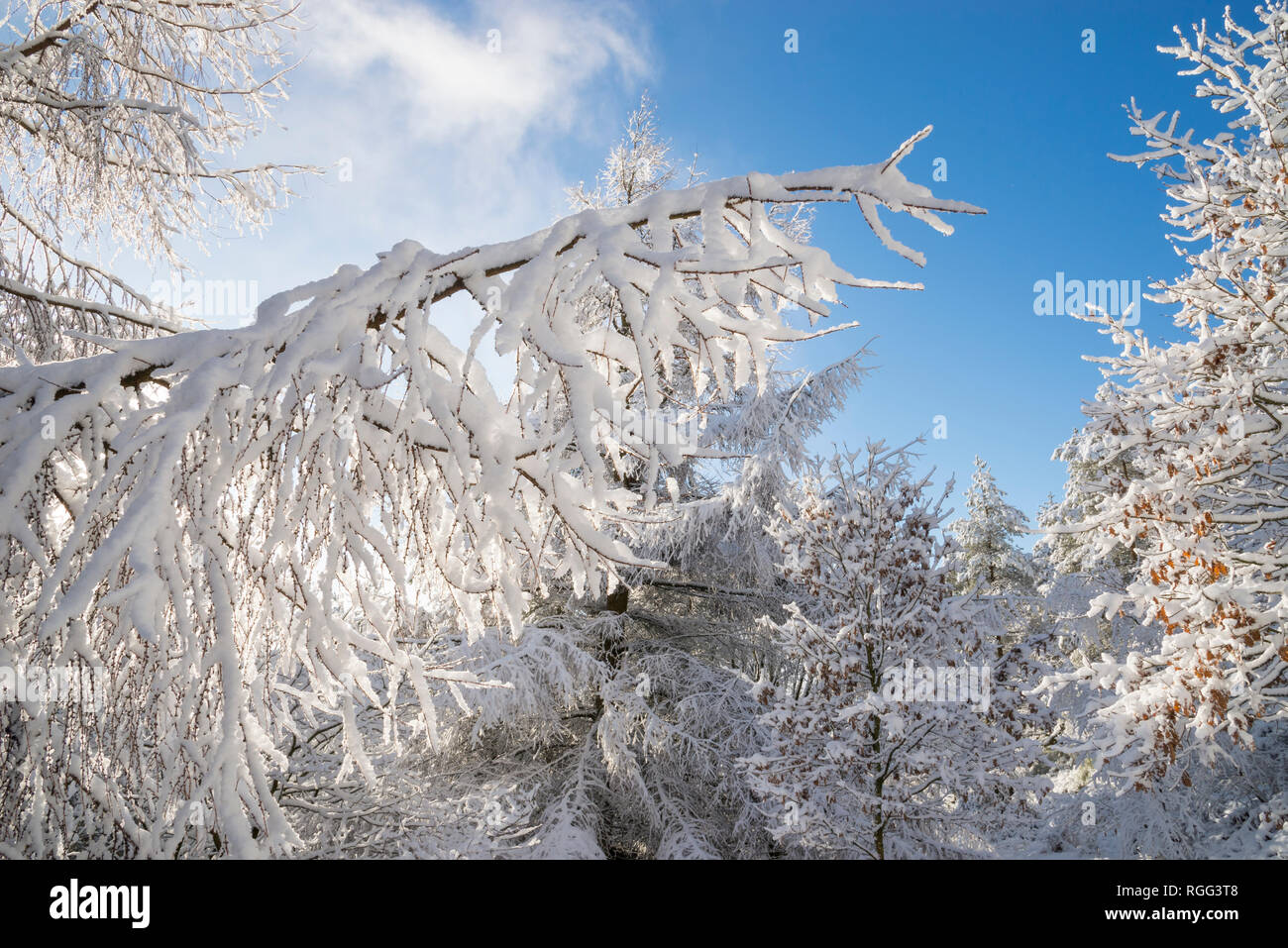 Snow covered Larch trees in Northern England on a sunny January morning ...