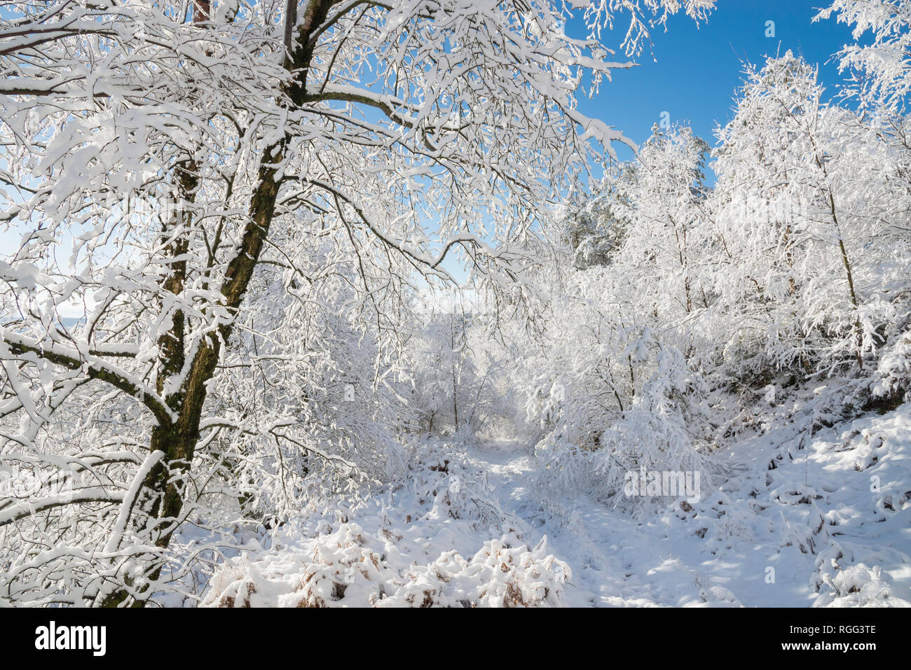 Path through a winter wonderland landscape in the hills of the Peak ...