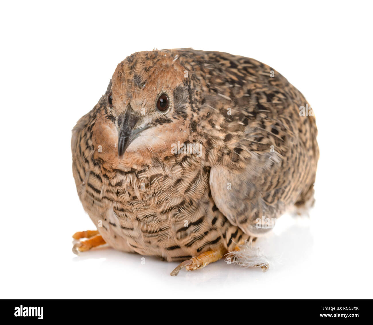 King quail in front of white background Stock Photo - Alamy