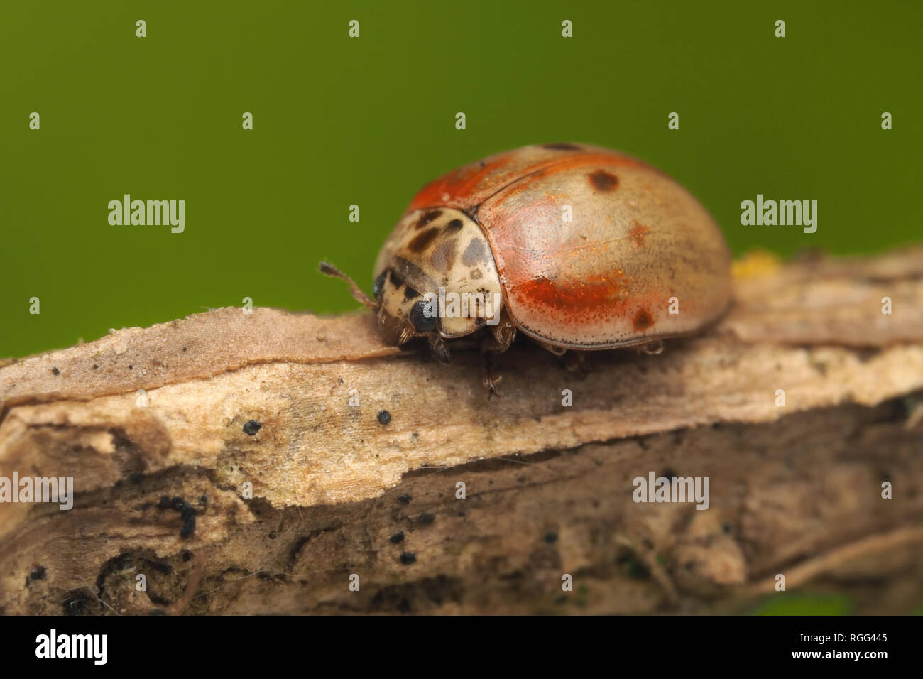 10 spot ladybird hi-res stock photography and images - Alamy