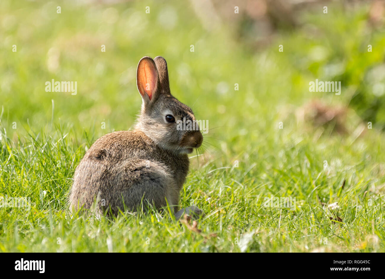 Rabbit field hi-res stock photography and images - Alamy