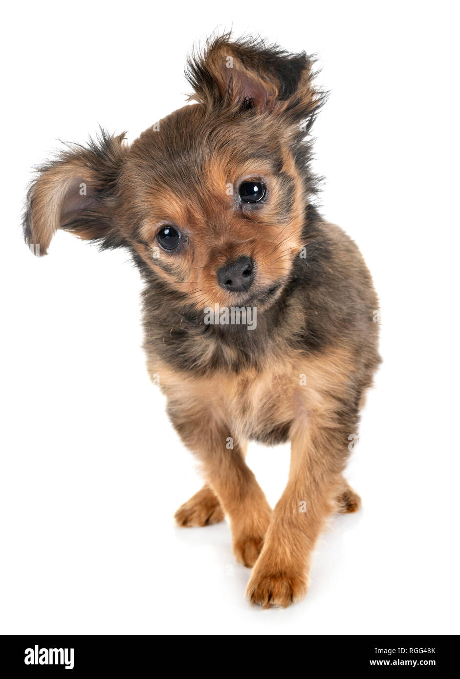 Russkiy toy hi-res stock photography and images - Alamy