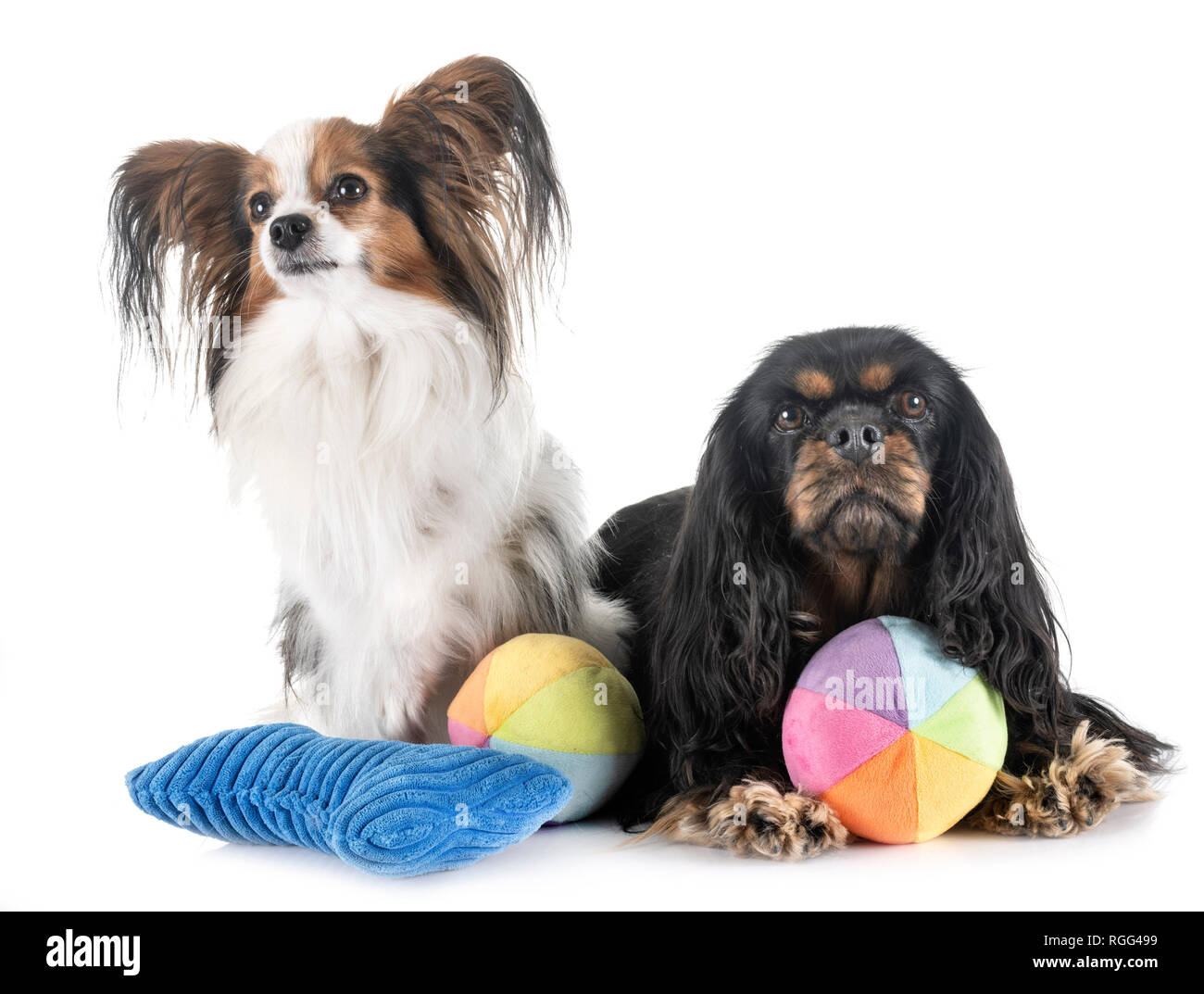 cavalier king charles and papillon in front of white background Stock ...