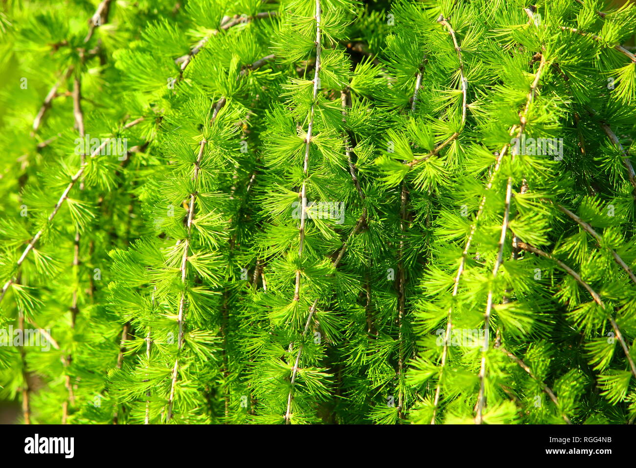 Larch seedling plant hi-res stock photography and images - Alamy