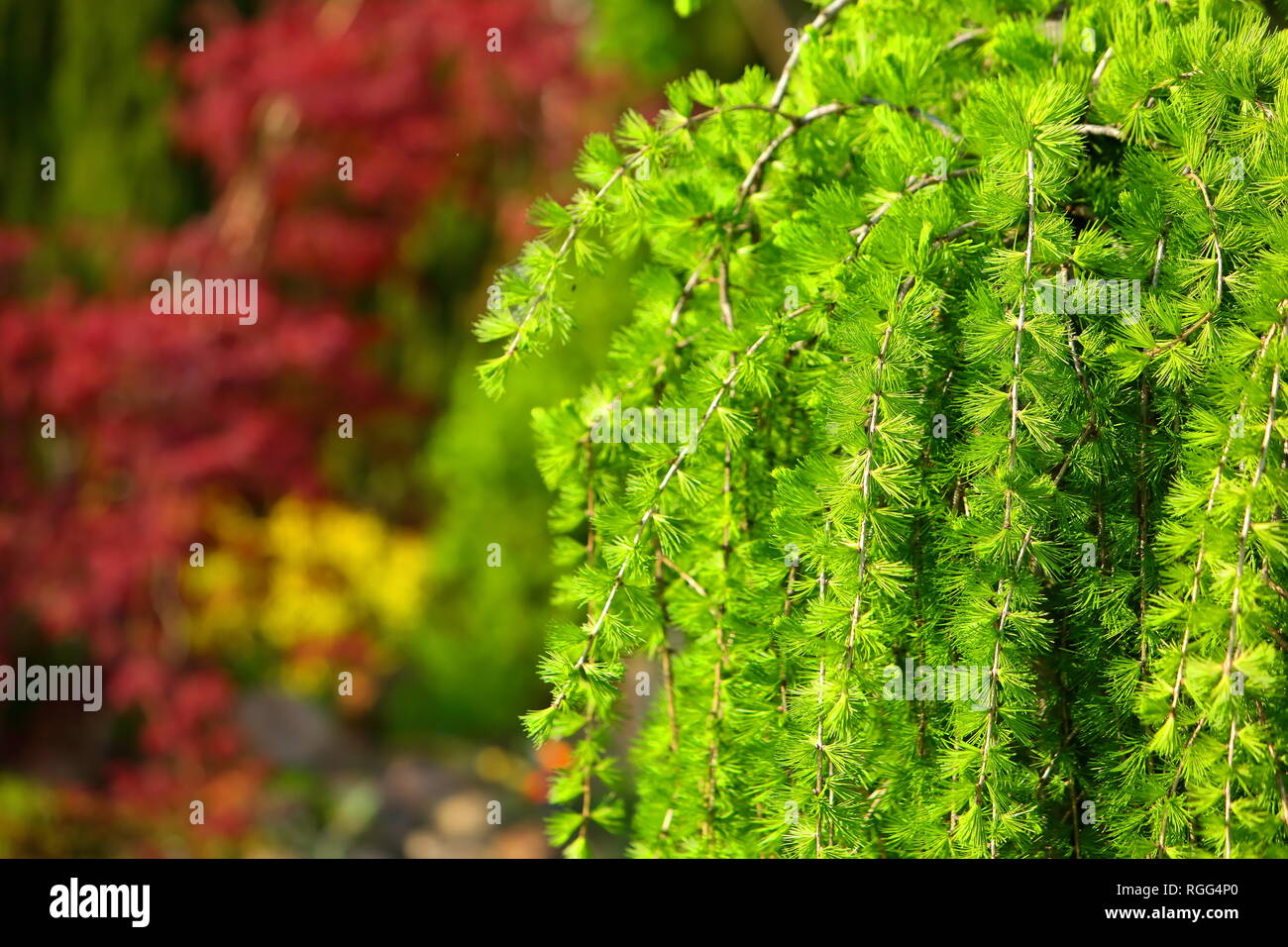 Larch seedling plant hi-res stock photography and images - Alamy