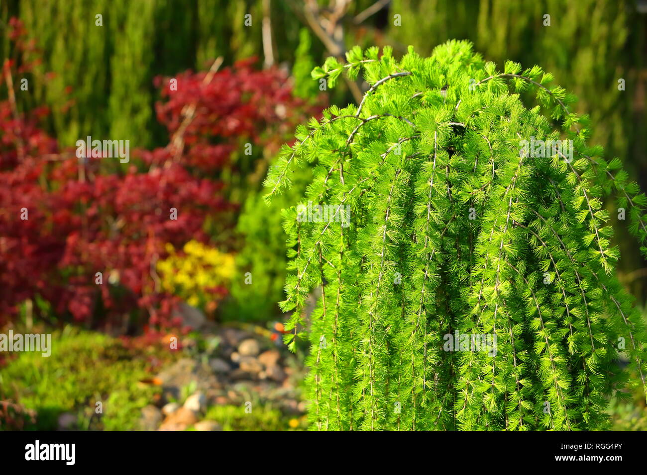 Larch seedling plant hi-res stock photography and images - Alamy