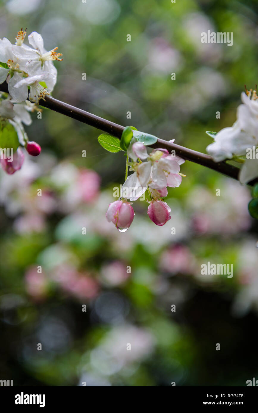 Close up of spring blossom in rain, Royal Botanic Gardens, Sydney, NSW ...