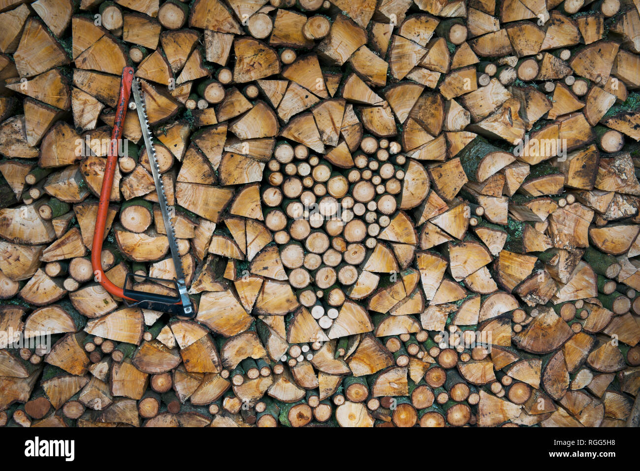 Unseasoned firewood air drying in woodshed. Bow saw hanging from cut ...