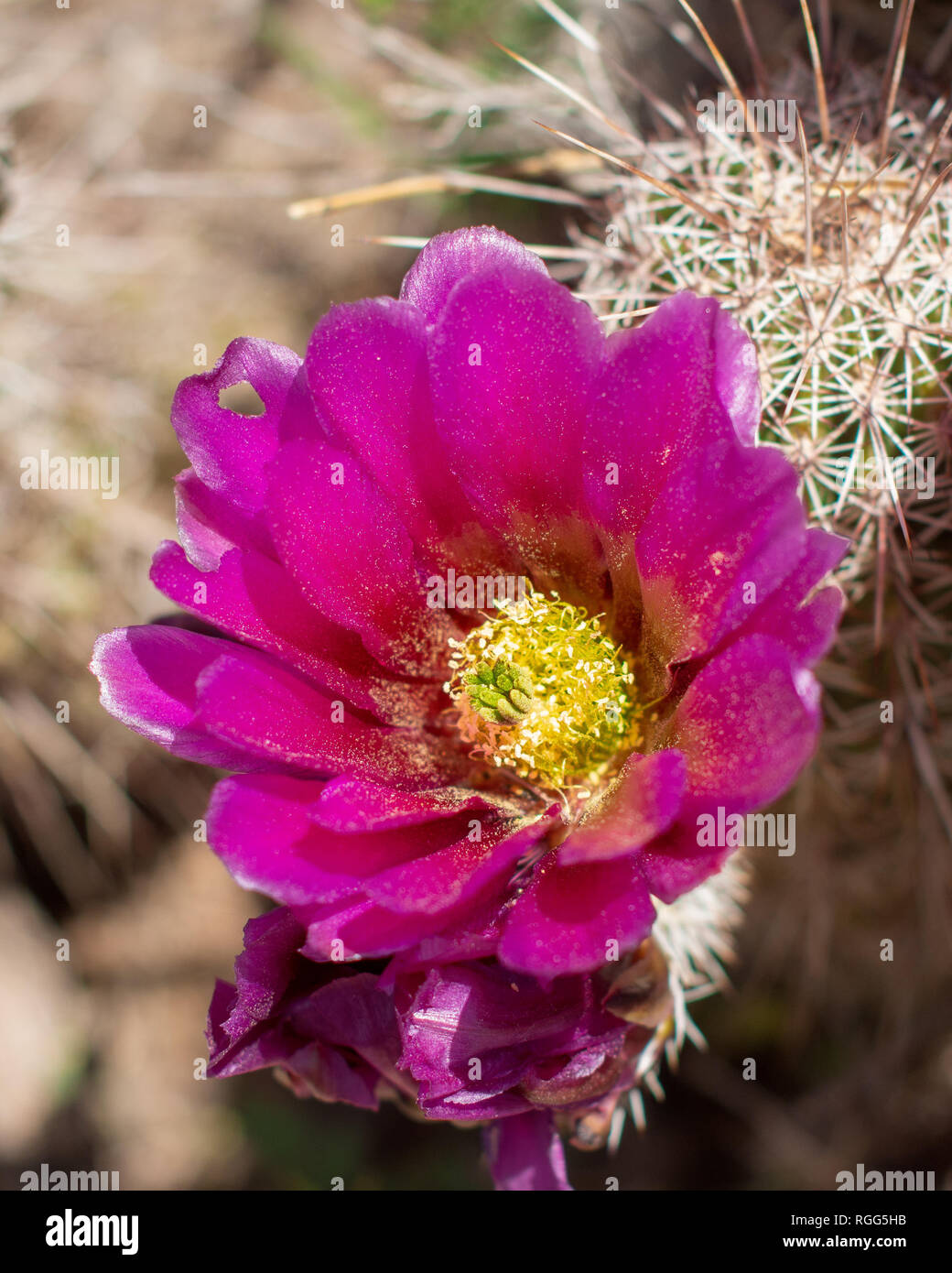 Hedgehog cactus with beautiful pink bloom near in Southeastern Arizona ...