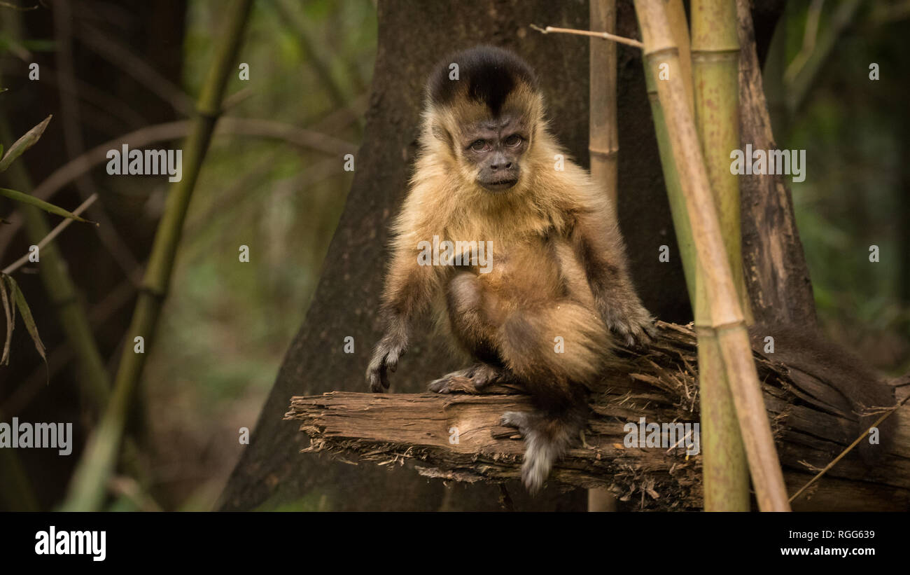 Robust capuchin monkeys Stock Photo - Alamy