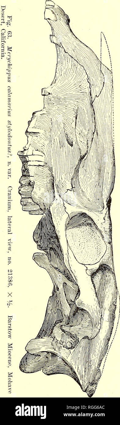 Merychippus hi-res stock photography and images - Alamy