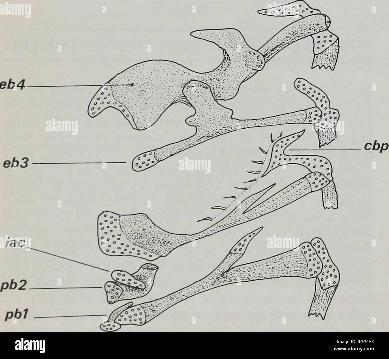 . Bulletin of the British Museum (Natural History) Zoology. Fig. 6 3rd ...