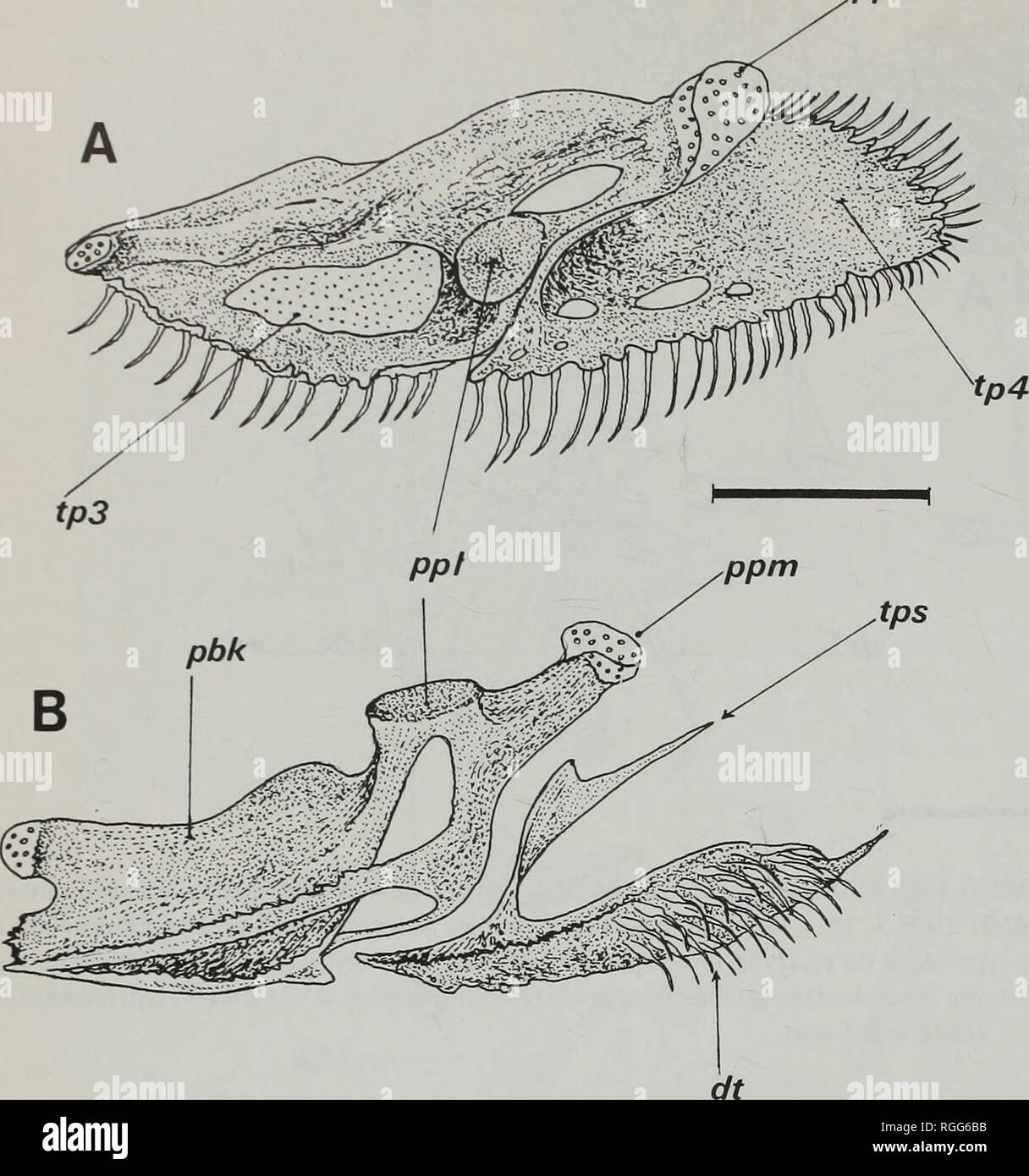 Scale 120 mm hi-res stock photography and images - Alamy