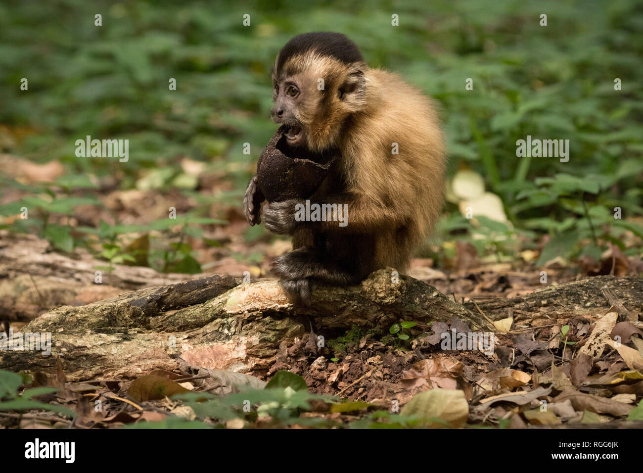 Robust capuchin monkeys Stock Photo - Alamy