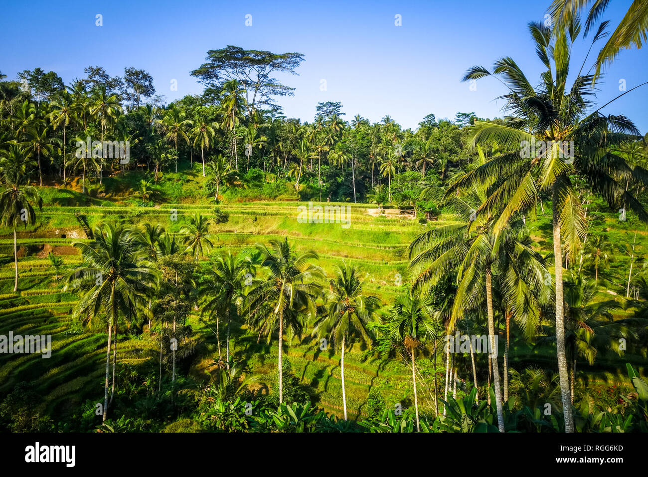Paddy field rice terraces in ceking, Ubud, Bali, Indonesia Stock Photo ...