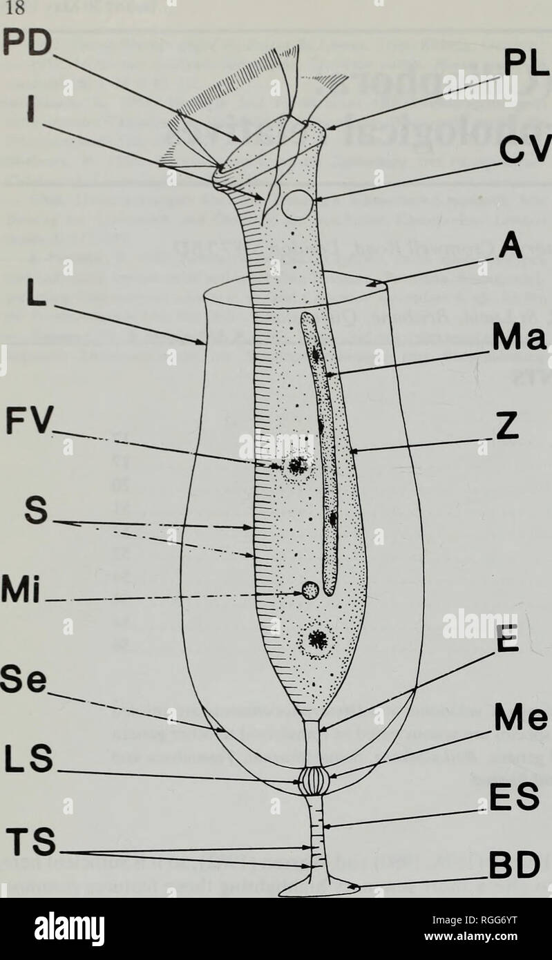. Bulletin of the British Museum (Natural History) Zoology. . Fig. 1 A ...