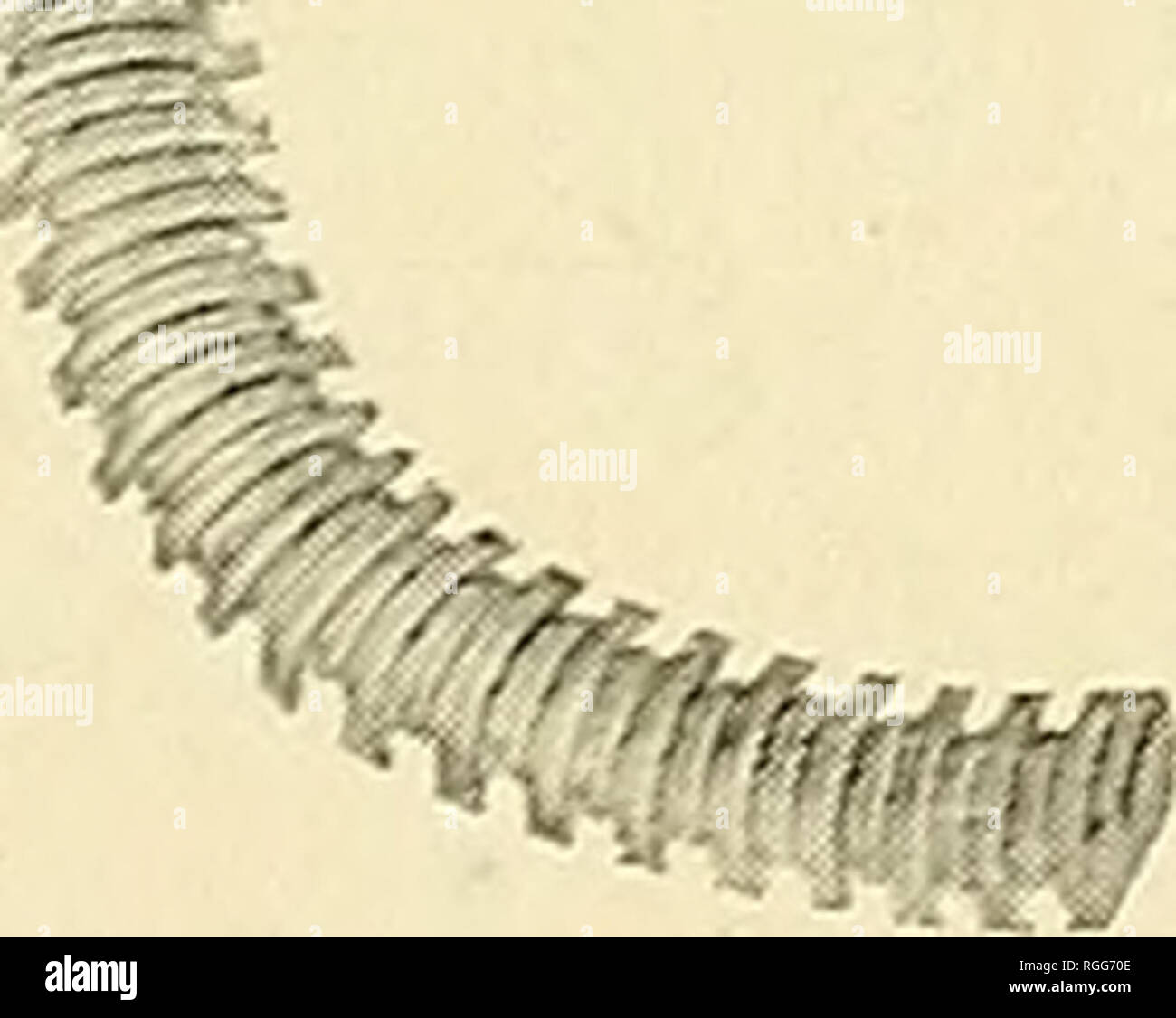 Stephanocrinus gemmiformis hall hi-res stock photography and images - Alamy