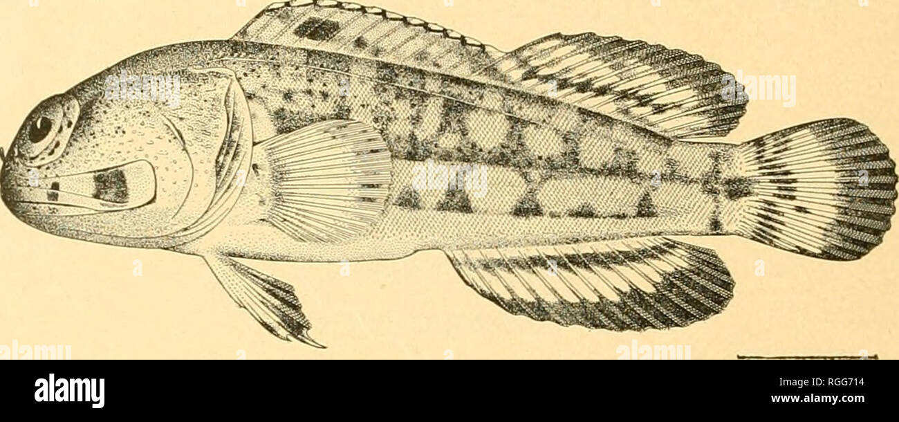 The membranes band hi-res stock photography and images - Alamy