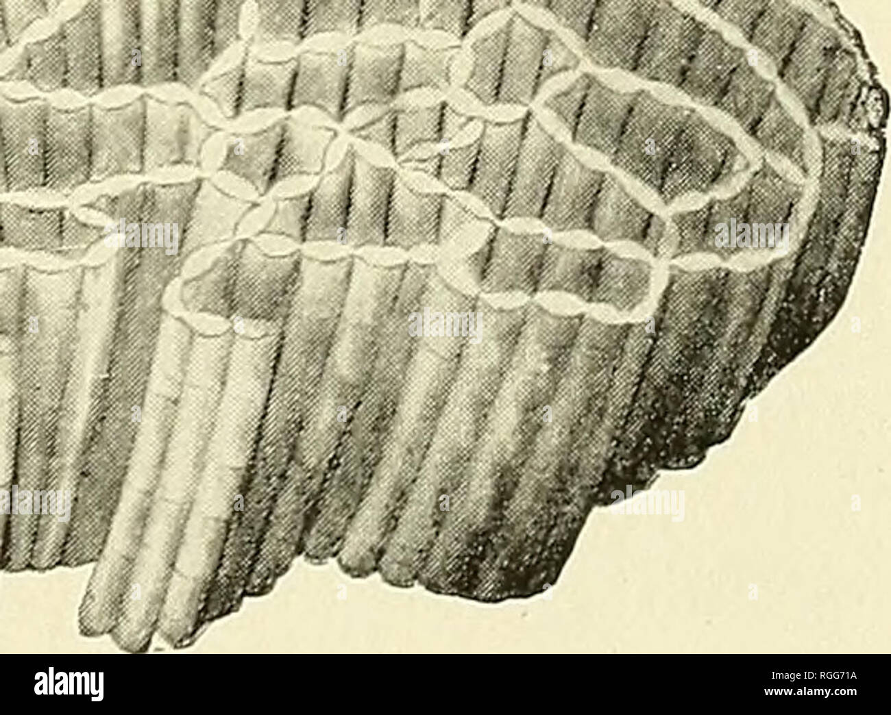 Halysites hi-res stock photography and images - Alamy