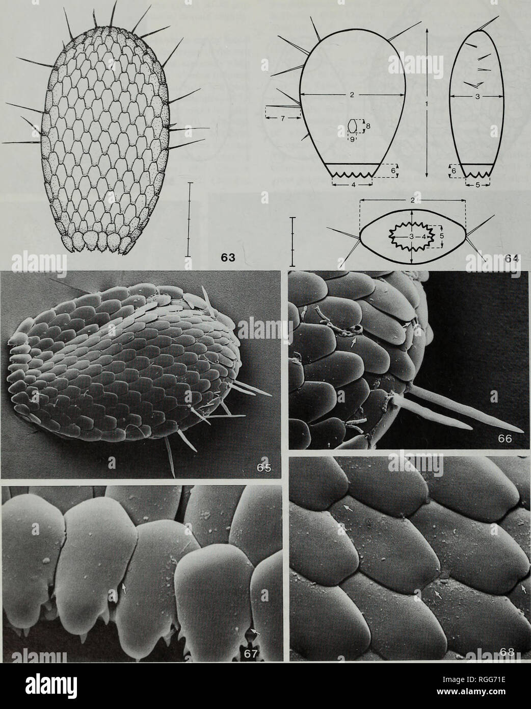 . Bulletin of the British Museum (Natural History) Zoology. 12 GABRIELE ...