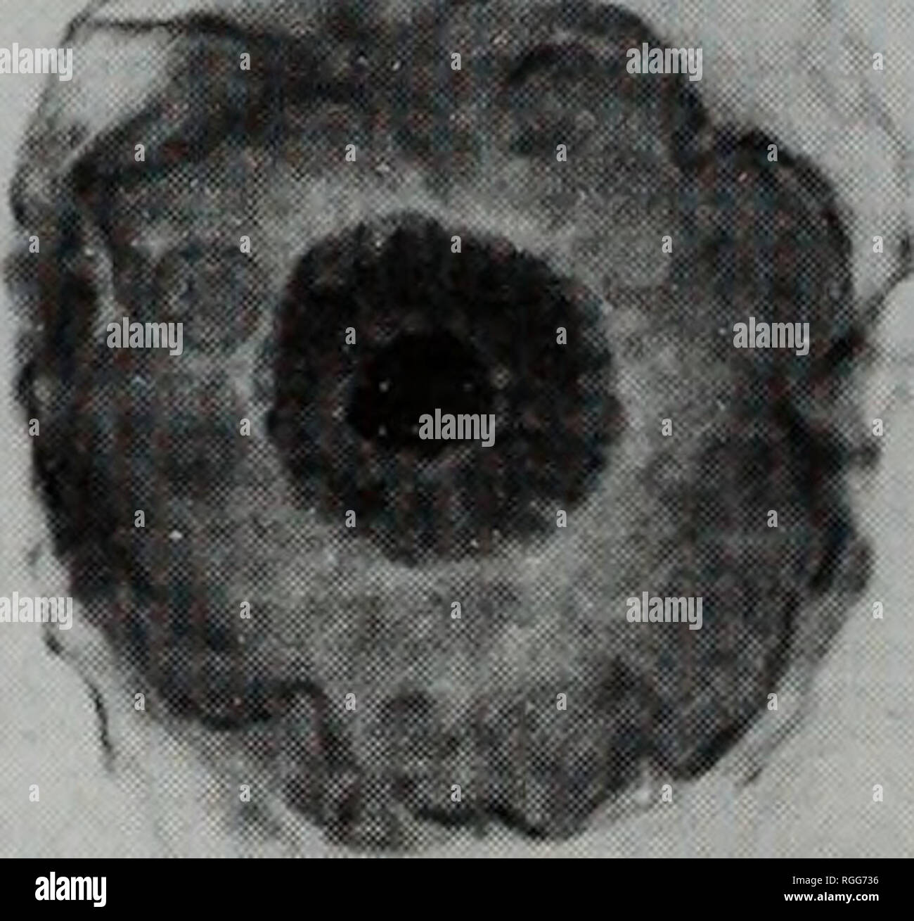 . Bulletin of the British Museum (Natural History) Zoology. . *. * * 47 ...