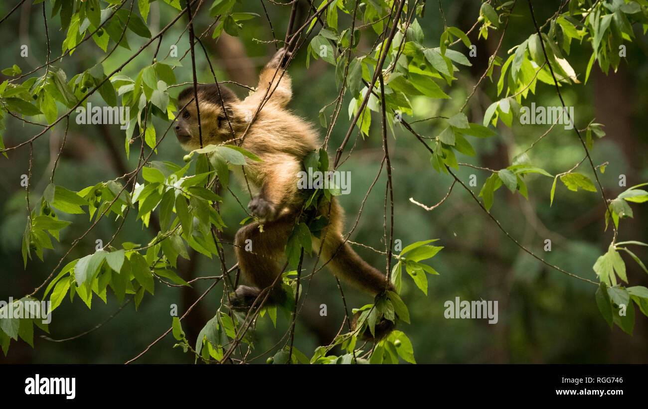 Robust capuchin monkeys Stock Photo - Alamy