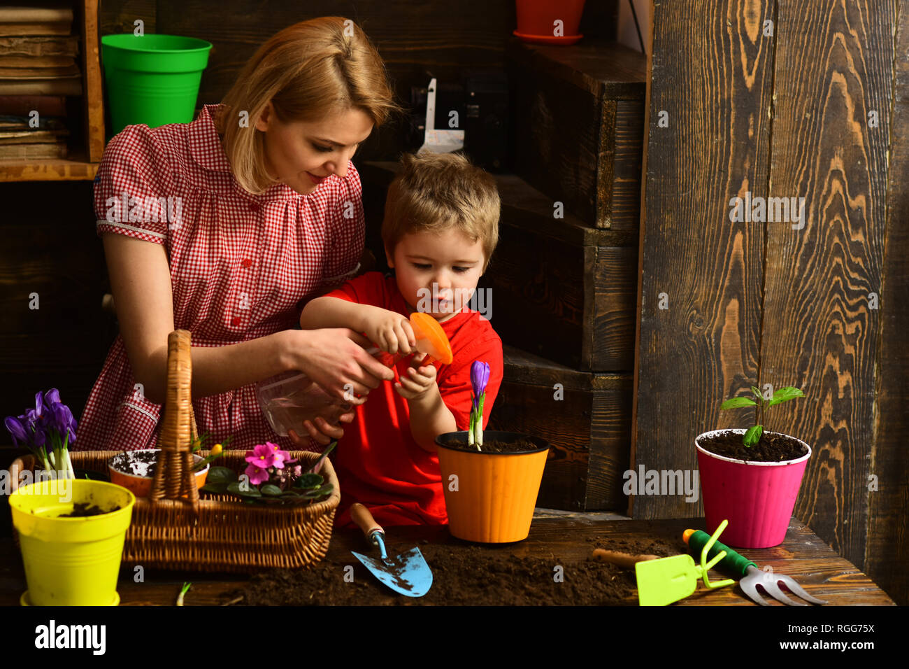 Nature concept. Family plant spring flowers in pot, nature. Beauty of ...