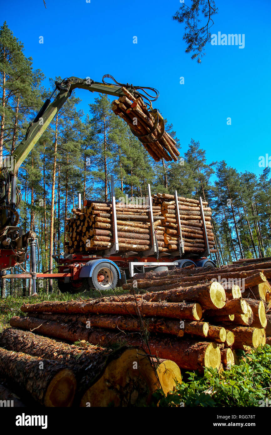 Crane in forest loading logs in the truck. Timber harvesting and ...
