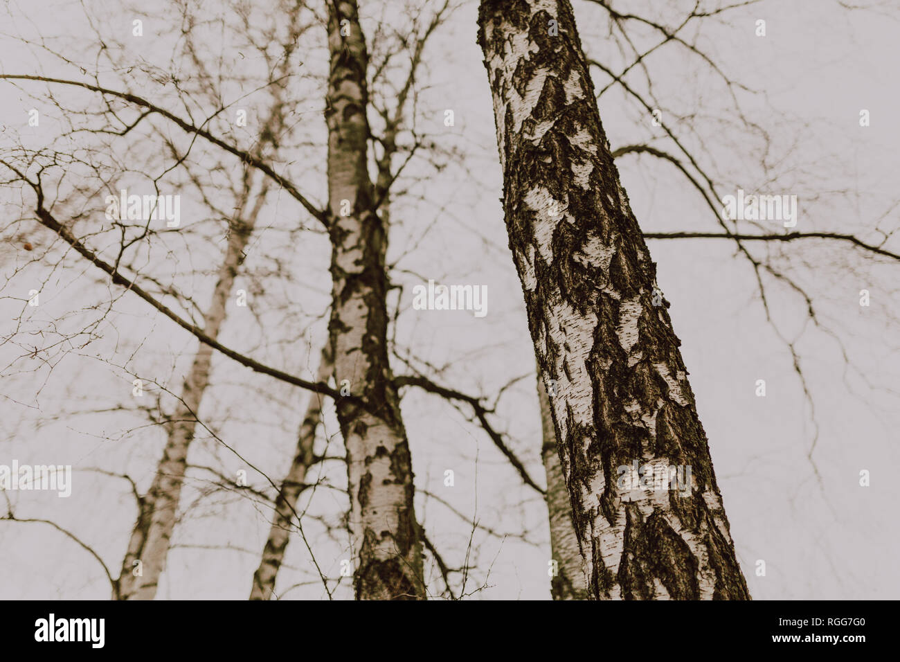 View of large birch trees at winter Stock Photo - Alamy