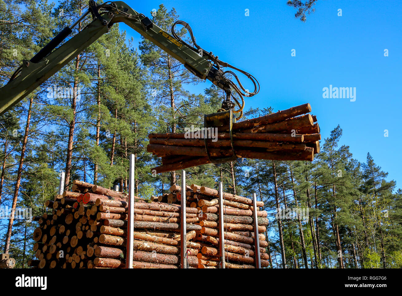 Crane in forest loading logs in the truck. Timber harvesting and ...