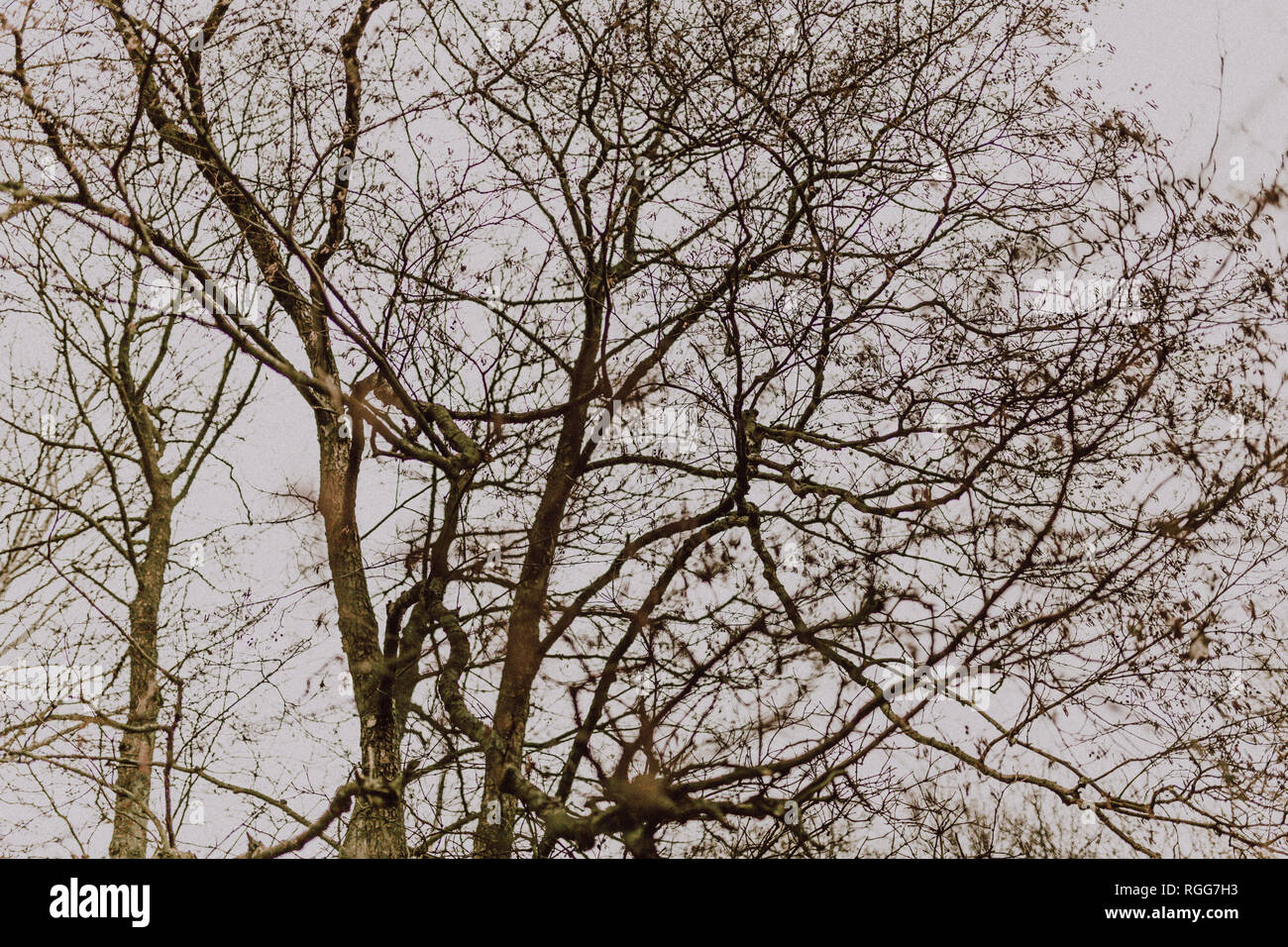 Branches of a tree without leaves during winter Stock Photo - Alamy